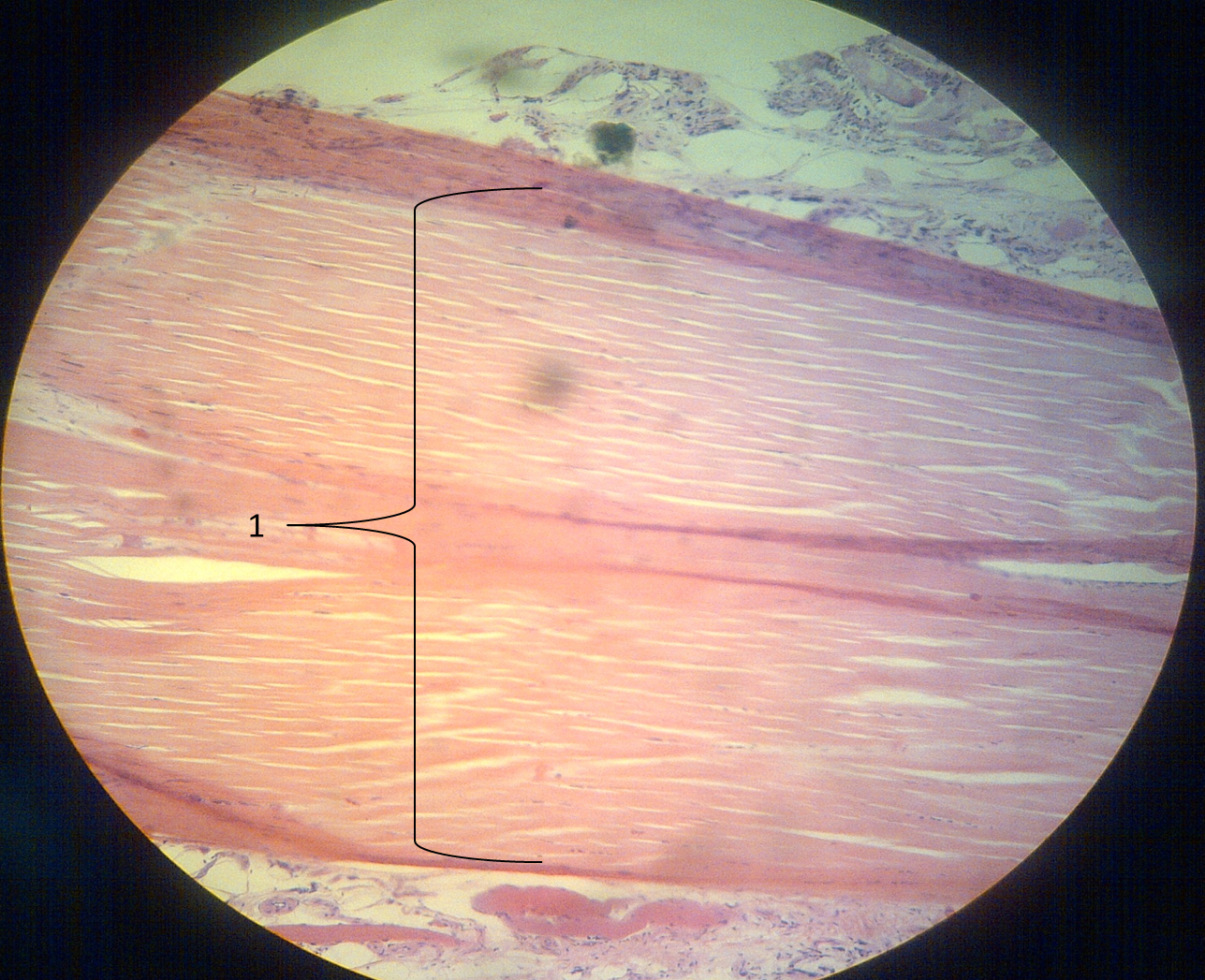 primeros pasos en medicina : Tejidos Conectivos