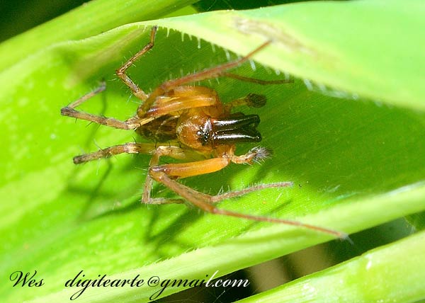 lost in Mato Grosso: Mato Grosso - spiders | aranhas lost in Mato Grosso: Mato Grosso - spiders | aranhas