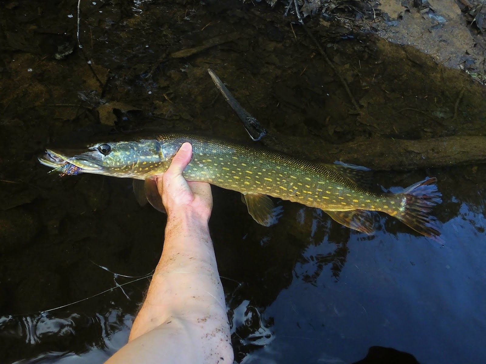 Connecticut Fly Angler: A Pike on 6lb and Sight Fishing Tailing Bass