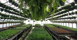 Important Nursery Structure (Greenhouse) | Www.SeluasLautan.Com