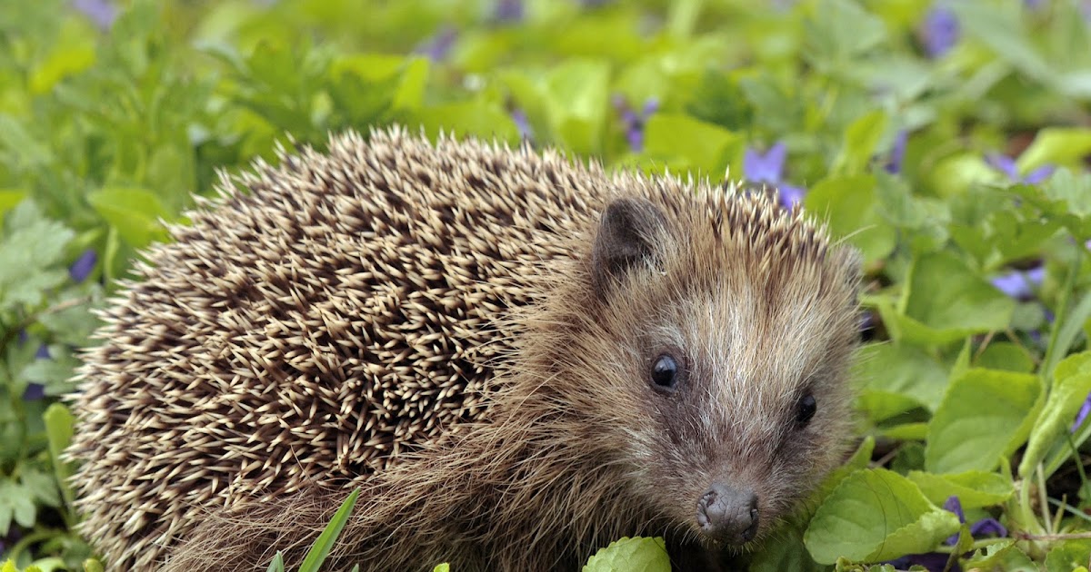 Green Mumbles: Hedgehogs: Endangered Species or Prickly Pest?