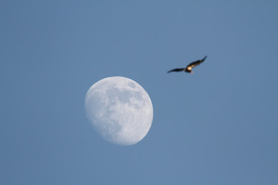 Steve Byland Nature Photography: How to Photograph Birds Crossing the Moon