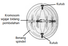 Biologi SMABA: Pembelahan Mitosis