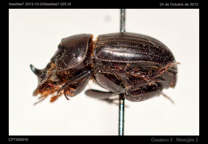 Coleoptera de Ecuador: Ontherus diabolicus Genier, 1996