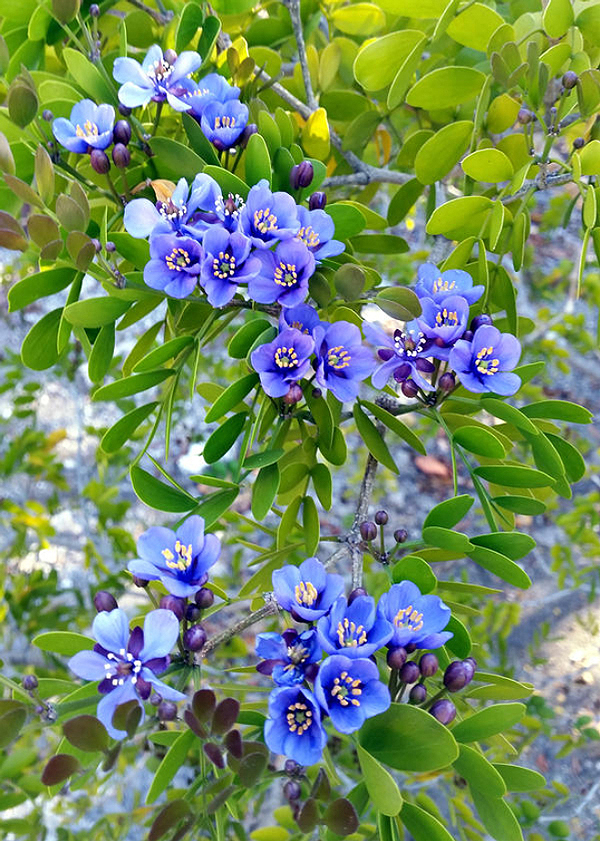 Native Stew - Bahamas News: Lignum Vitae Flowers