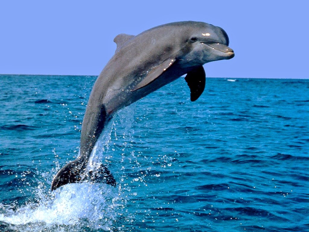 Delfines: Los delfines Animales Maravillosos