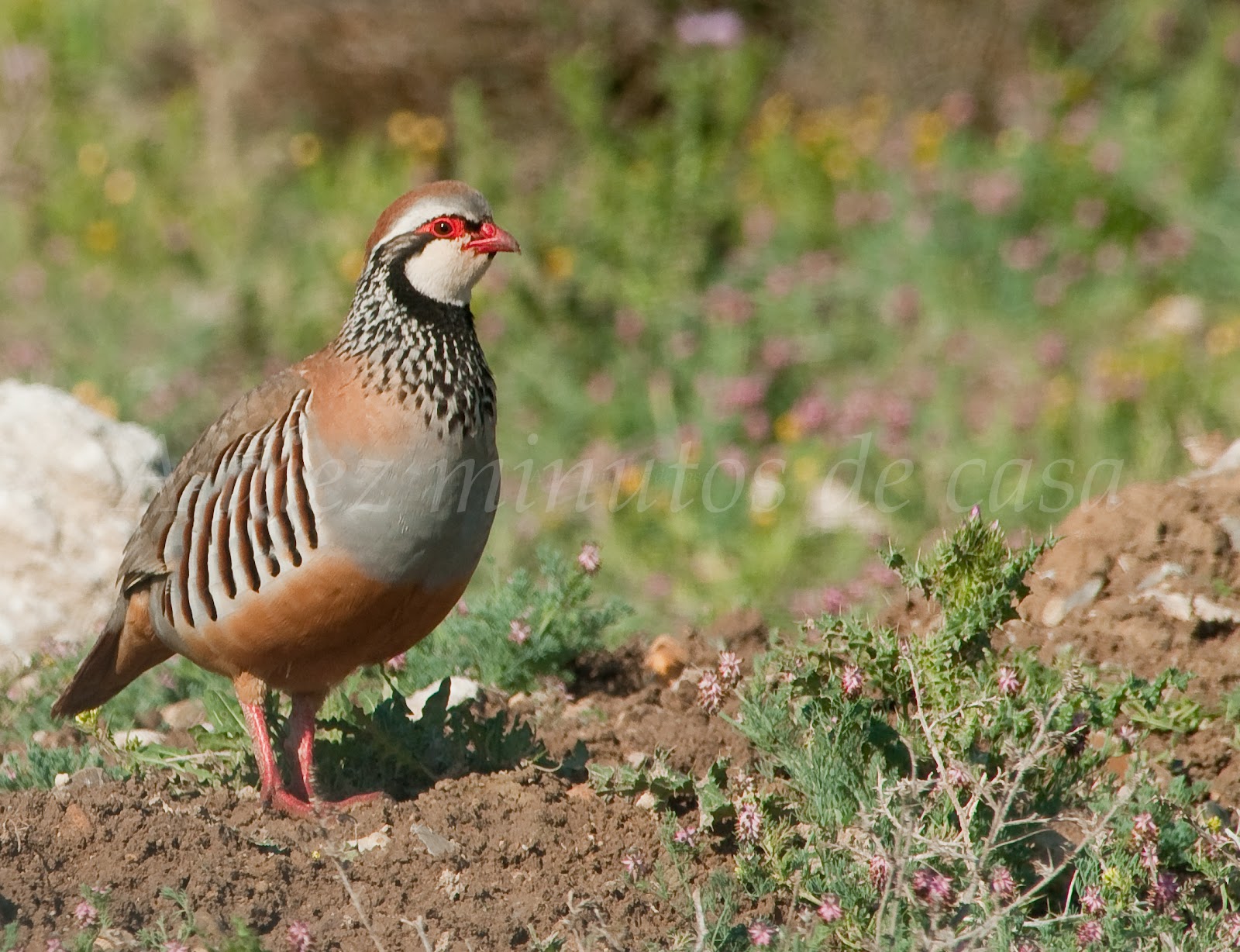 Naturaleza Ribera: Perdíces!!!!, en primavera se dejan ...............