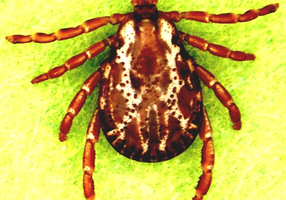 Dermacentor Variabilis - American Dog Tick