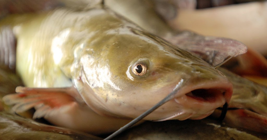Best Catfish Food Ingredients with Great Nutrition Content - Dry ...