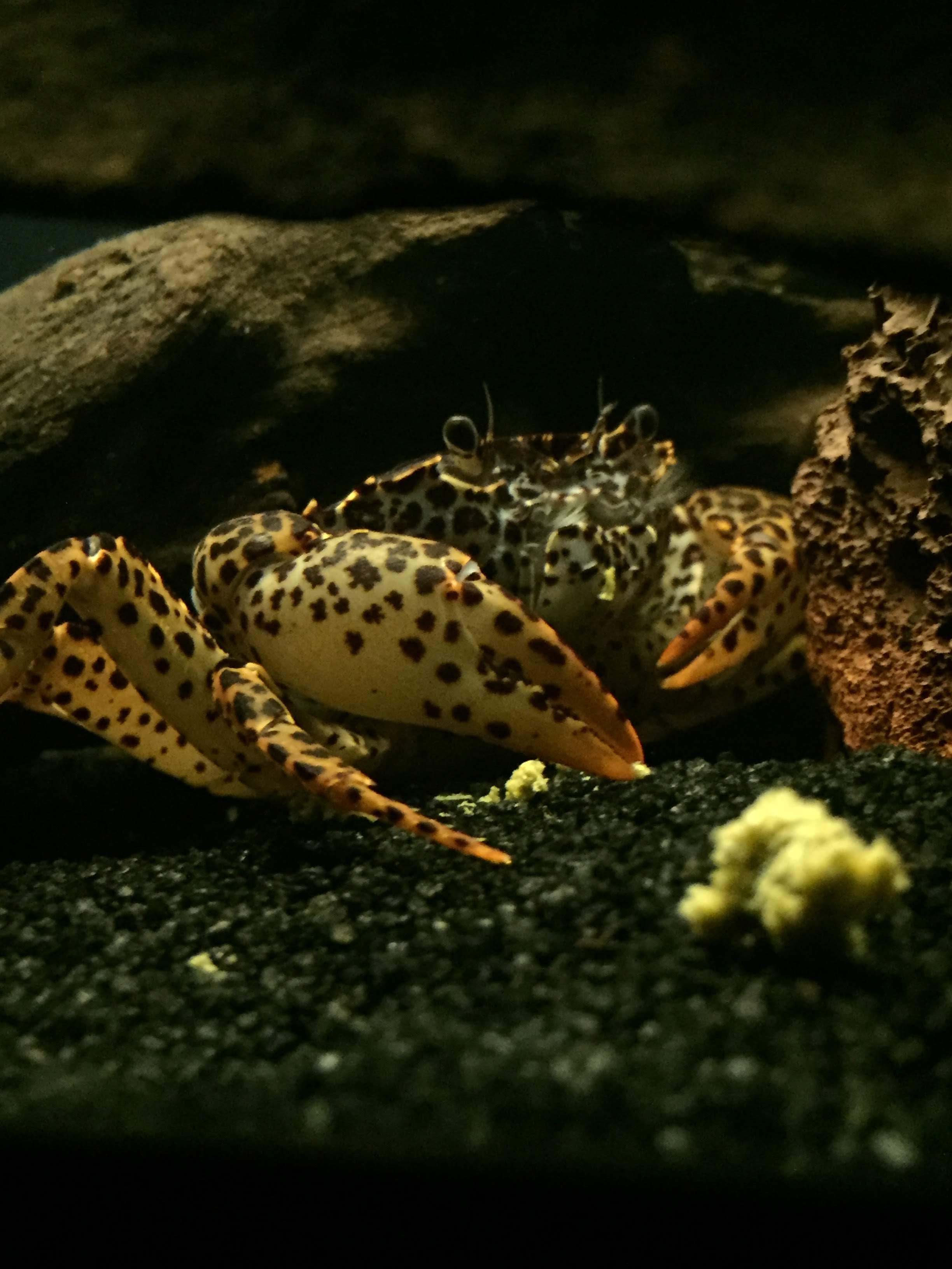 Sulawesi/Matano Crab Care Guide - REVISED & UPDATED EDITION