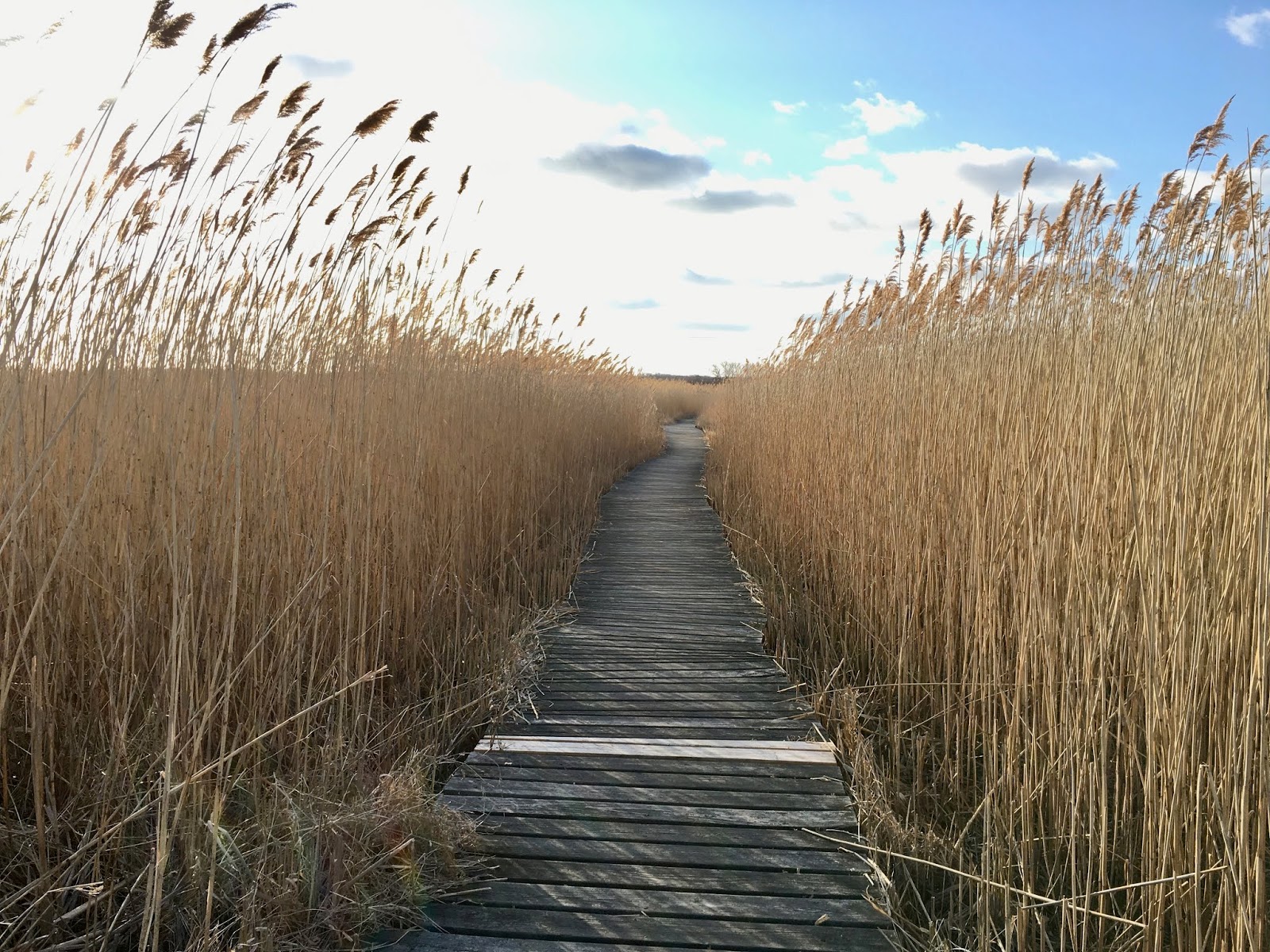 Nature: Nature Walks in Marshfield: 18 Places to Explore
