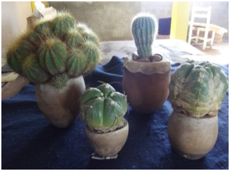 Como é produzido o fruto que dá origem às cuias de chimarrão?