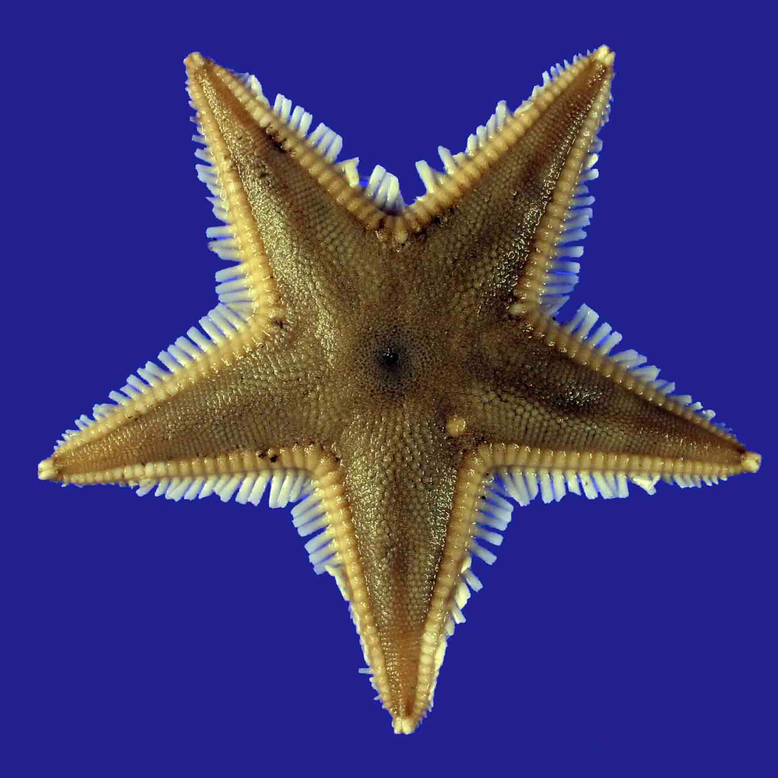 Astropecten Aurantiacus