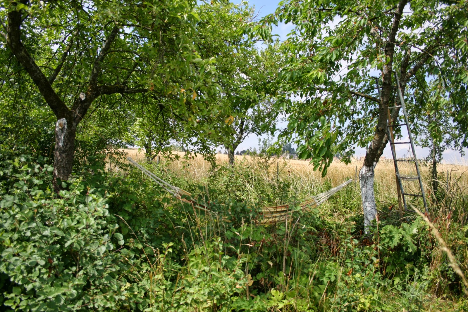 Cultiver avec les Ronces.