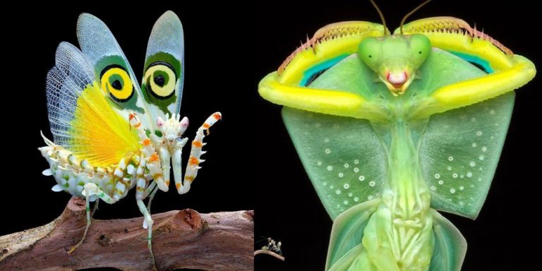 Photographer Takes Amusing Close-Ups of Extraordinarily Strange Praying ...