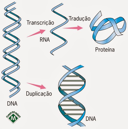 Mundo Biomédico - Angola: Sintese de fragmantos de DNA