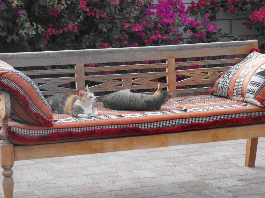 Tales from PipneyJane's Kitchen: Photos from Oman