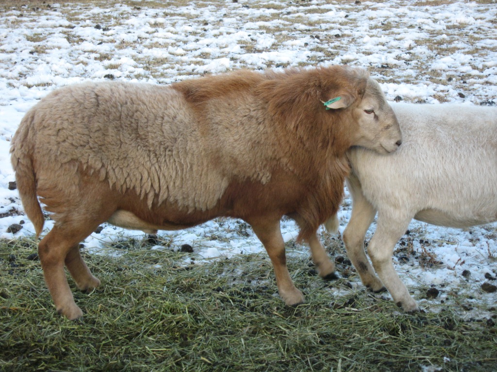 AVERY's KATAHDIN SHEEP: Now Showing......THE MANE ATTRACTION
