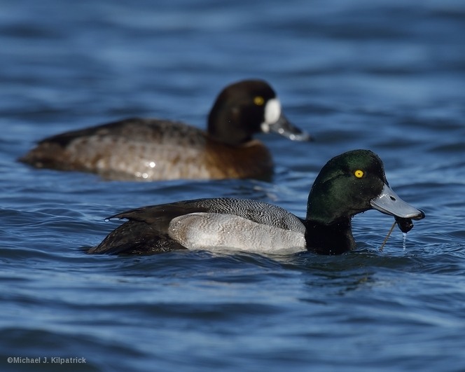 View from the Cape: Sea Ducks, Blue Mussels, and Jetties