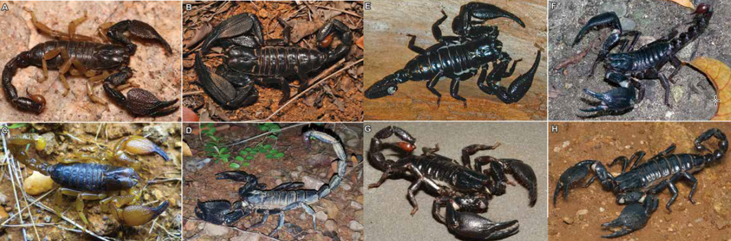 The Scorpion Files Newsblog: Systematic revision of the Asian Forest ...