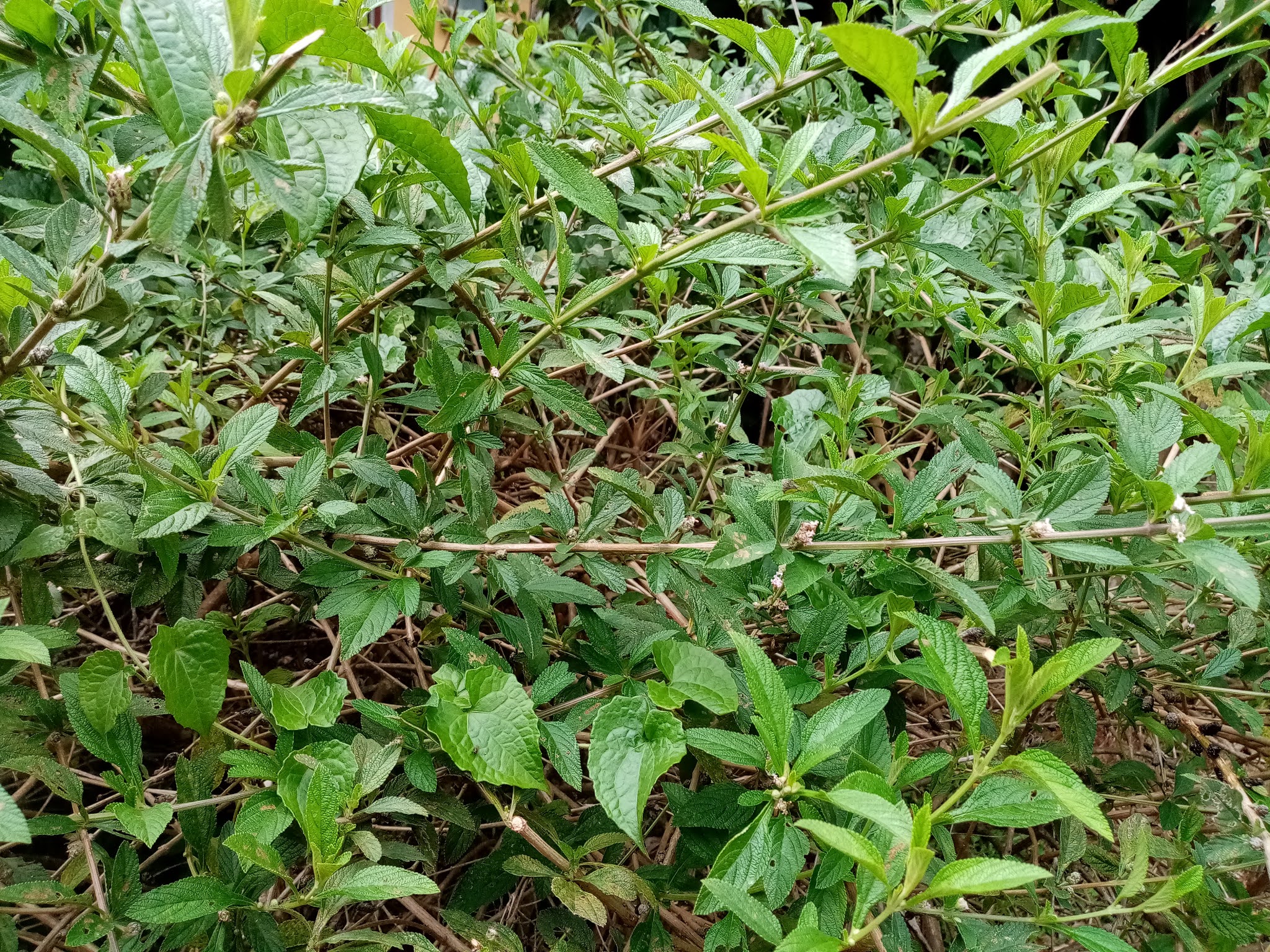 Acuaponía, jardines agroecológicos y permacultura. En Huerto Grigarones ...