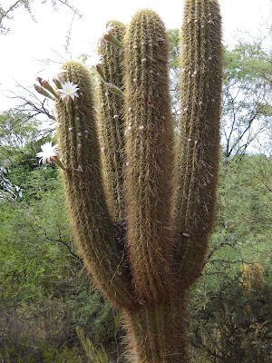 Biblioteca "Mariano Moreno": Leyenda del Cardón