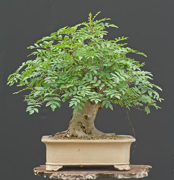 Walter Pall Bonsai Adventures: Big rowan is presentable for the first time