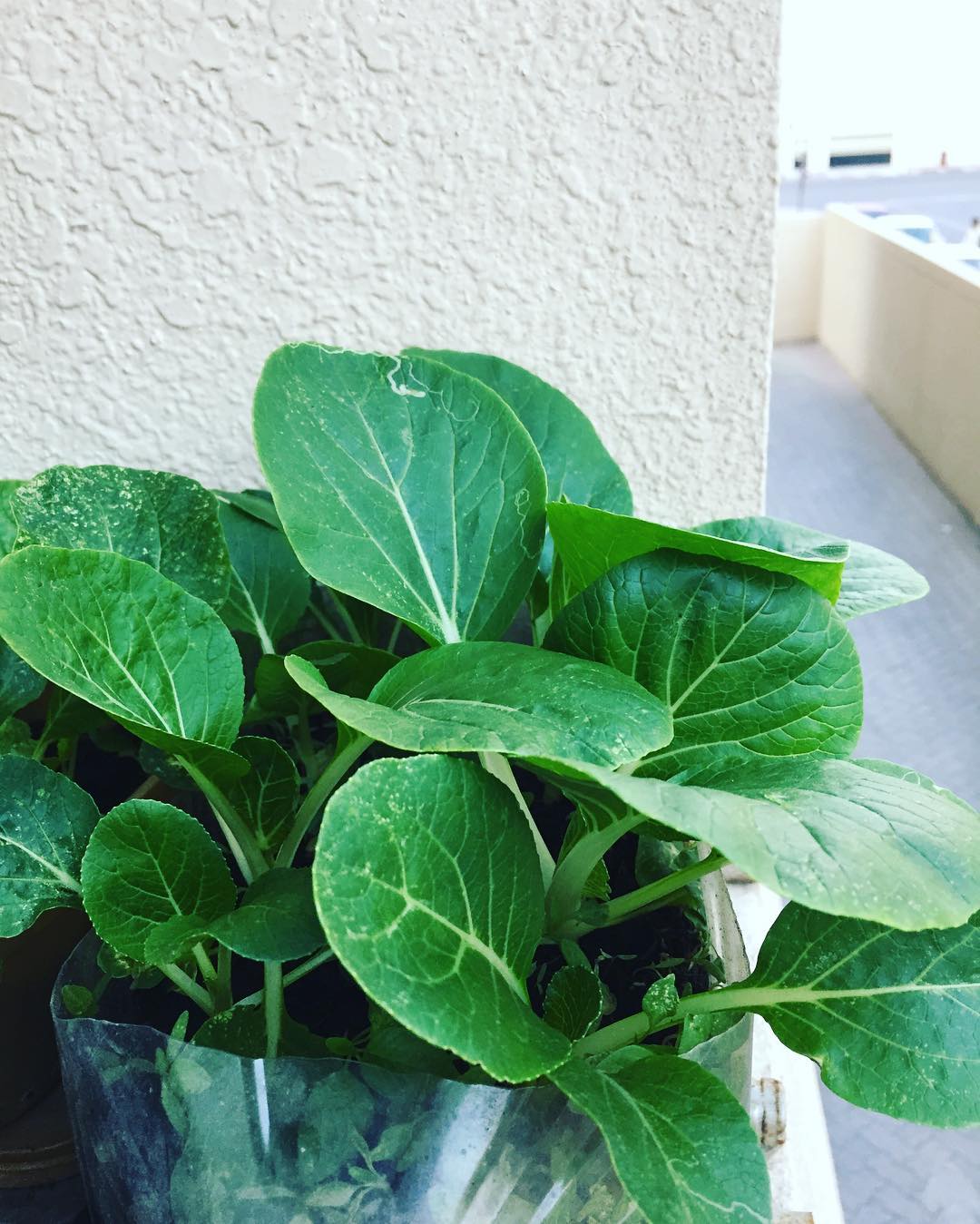 petchay - philippin news collections