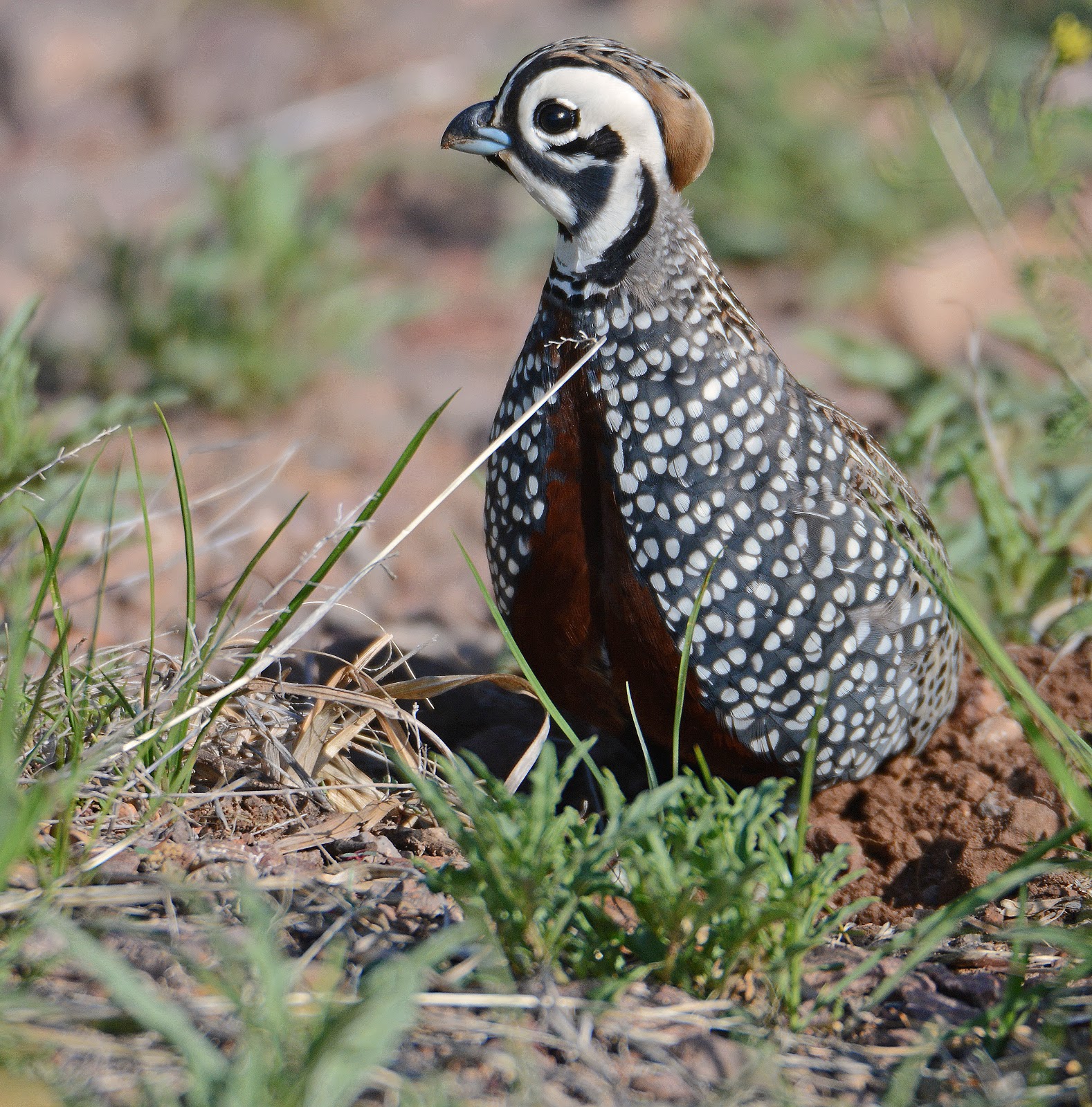 Hunting Digital Plumes in the US and Beyond: Davis Mountains State Park ...