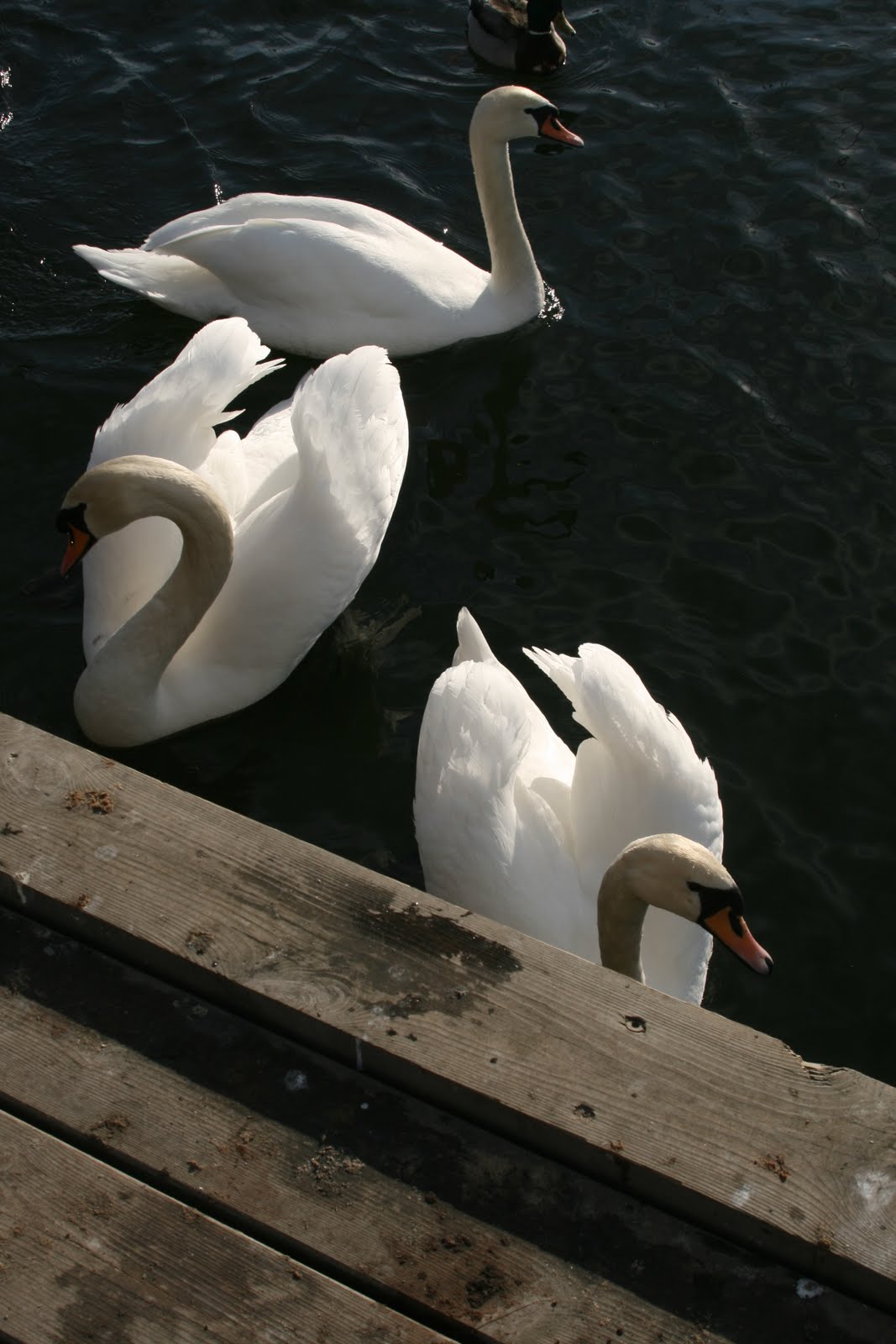Sara skriver: Svansande svanar med svans