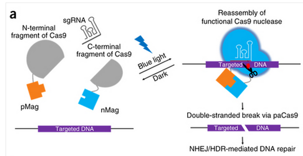 GenEdit, CRISPR