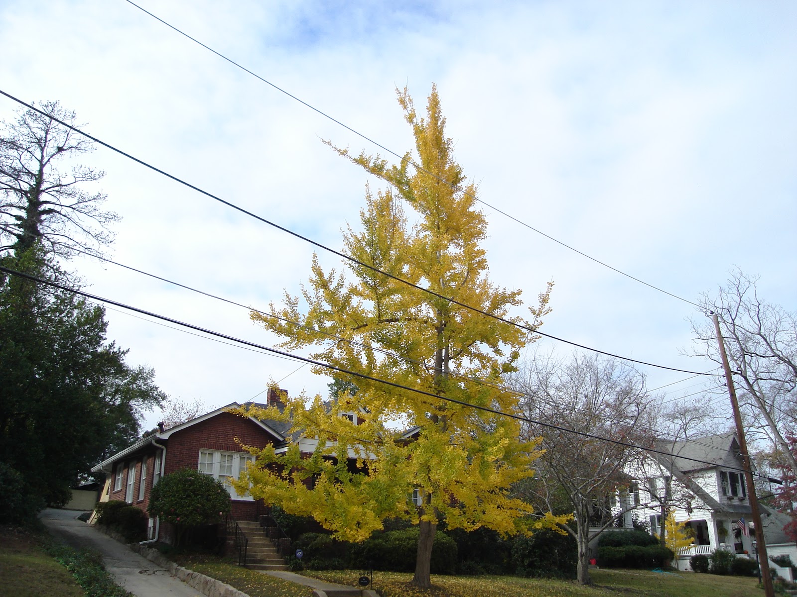THE DARKROOM: Ode to the Gilded Gingkoes of Hines Terrace