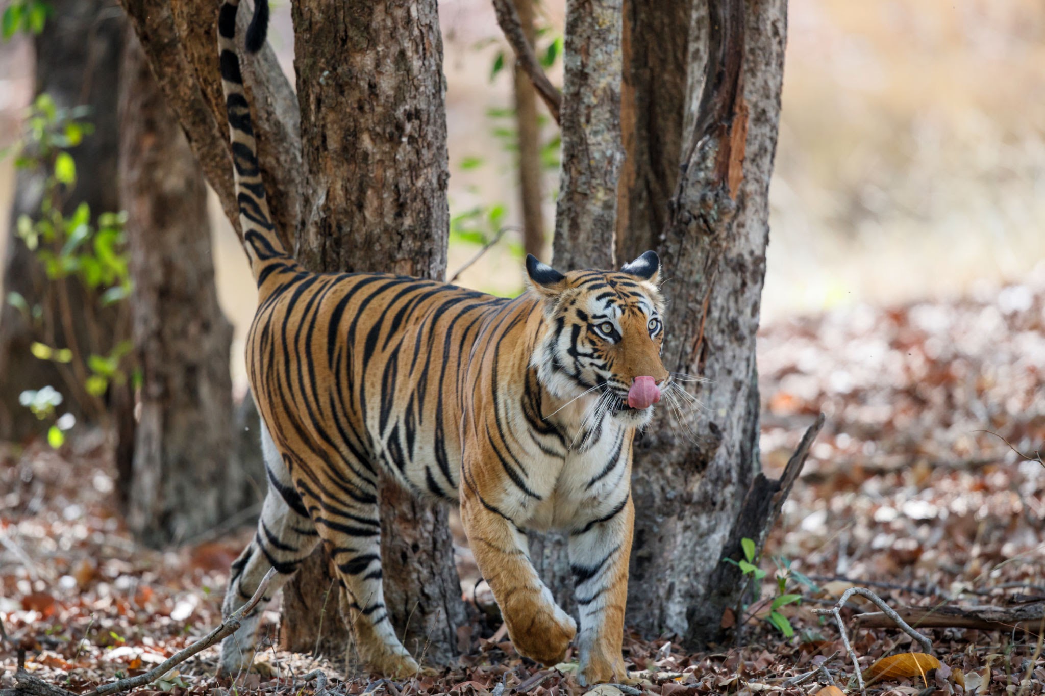 MP Tourism | Visit Madhya Pradesh, MP Destinations: Wildlife Tour of ...