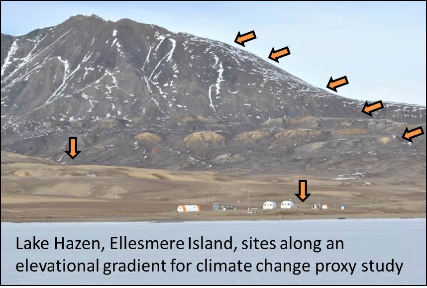 Plant Phenology: 2015 Field Season at Lake Hazen