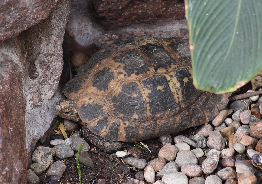 ZOOTOGRAFIANDO (6.100 ANIMALS): TORTUGA DE CABEZA AMARILLA / YELLOW ...