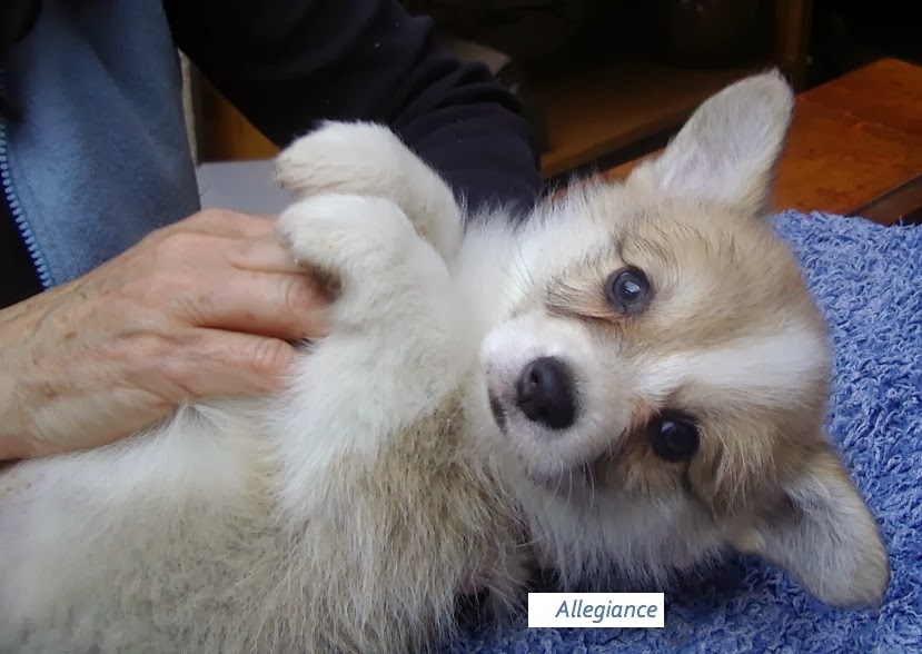 Pembroke Welsh Corgi Mexico: Welsh Corgi Pembroke Cachorros