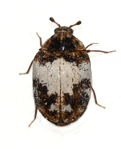 Arizona: Beetles, Bugs, Birds and more: Carpet Beetle Anthrenus sophonisba