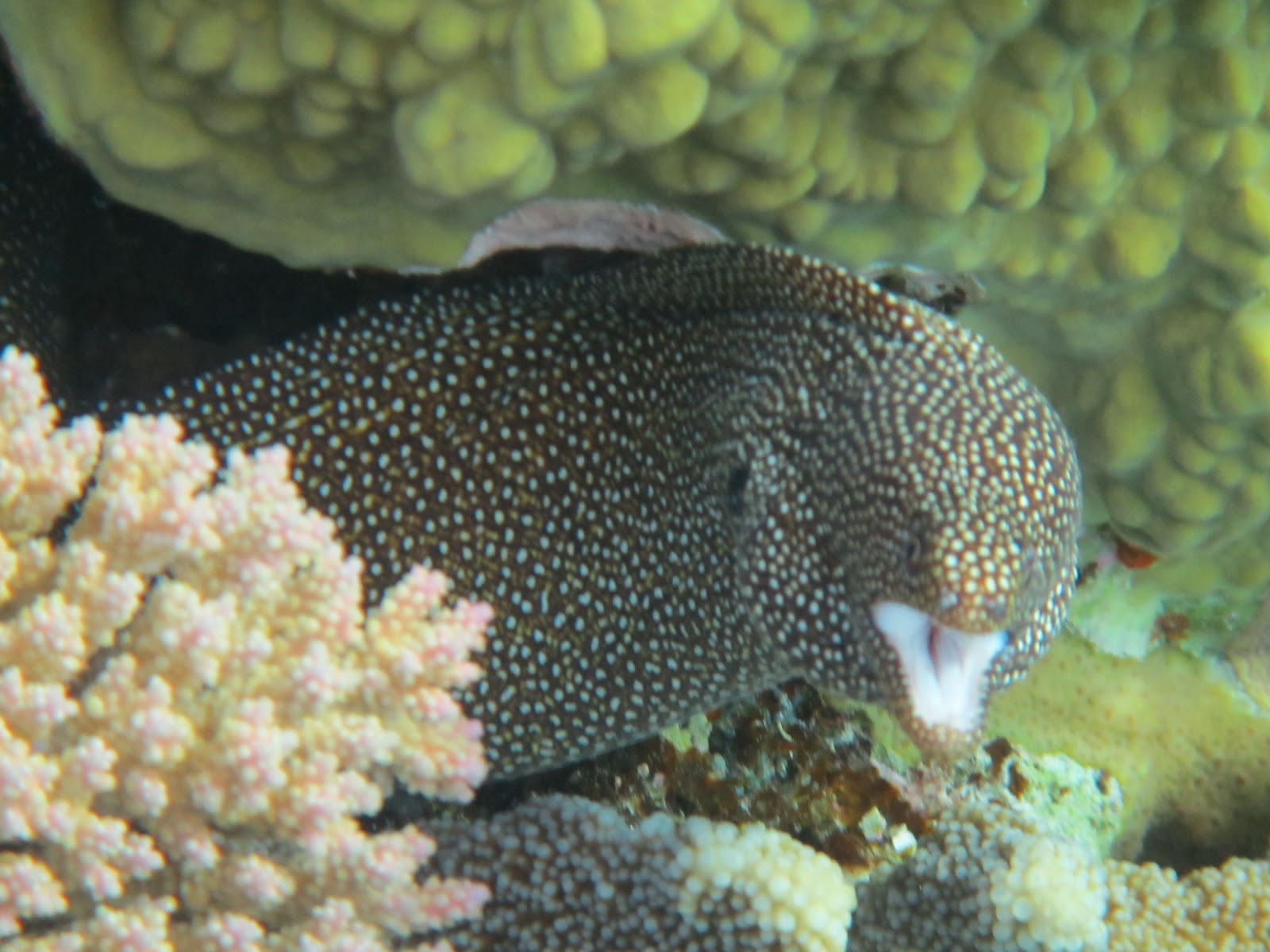 Corie Schneider: Chesterfield Reef II