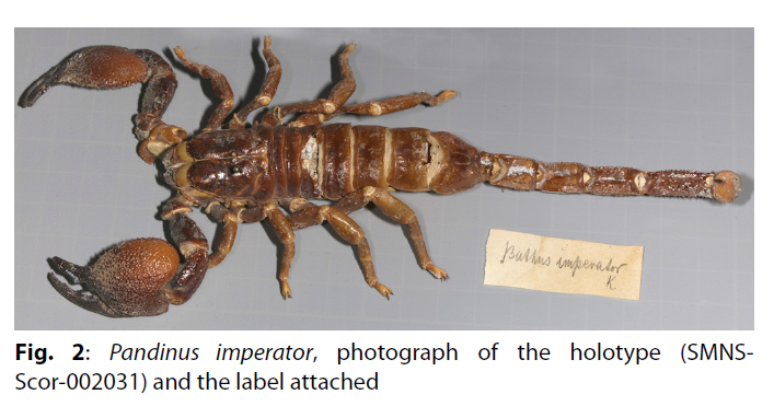 The Scorpion Files Newsblog: The holotype of Pandinus imperator has ...