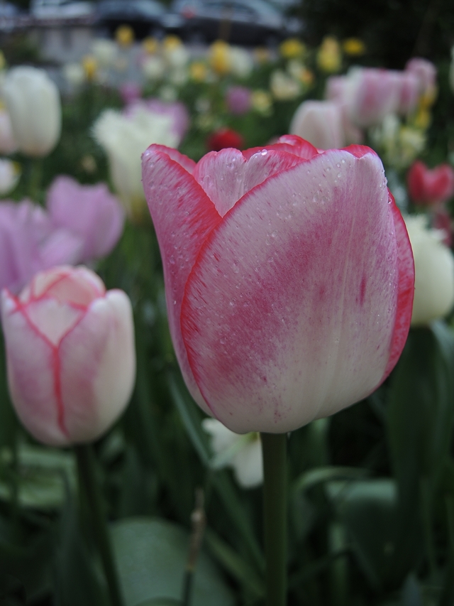 Moois van ' M(i)e': In mijn tuintje: de magische tulp "Hugs and Kisses"