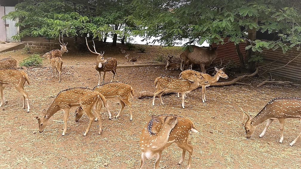 New Palace Museum Kolhapur