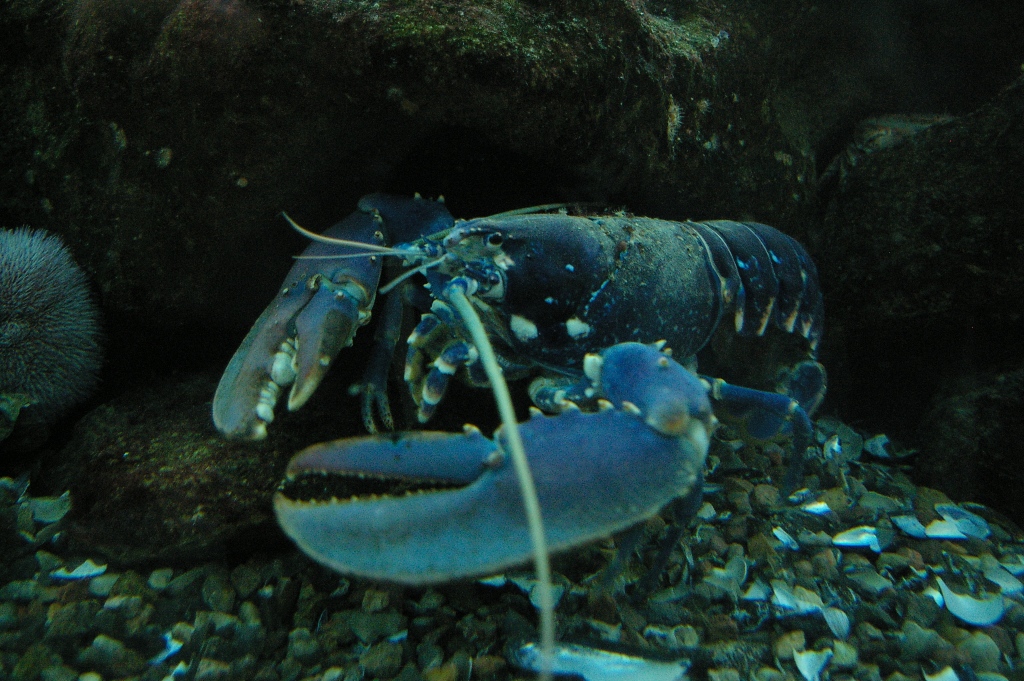 Unique Lobster Behavioral Adaptations Display | Supplier Fresh Water ...
