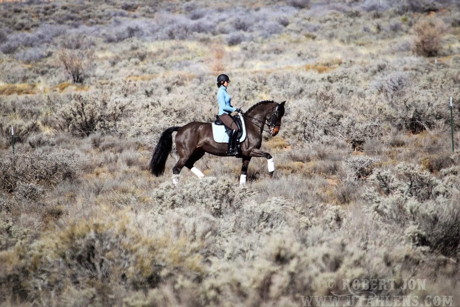 Dressage Elevated: “YOU MUST FEEL EXTENSION IN THE COLLECTION, AND ...