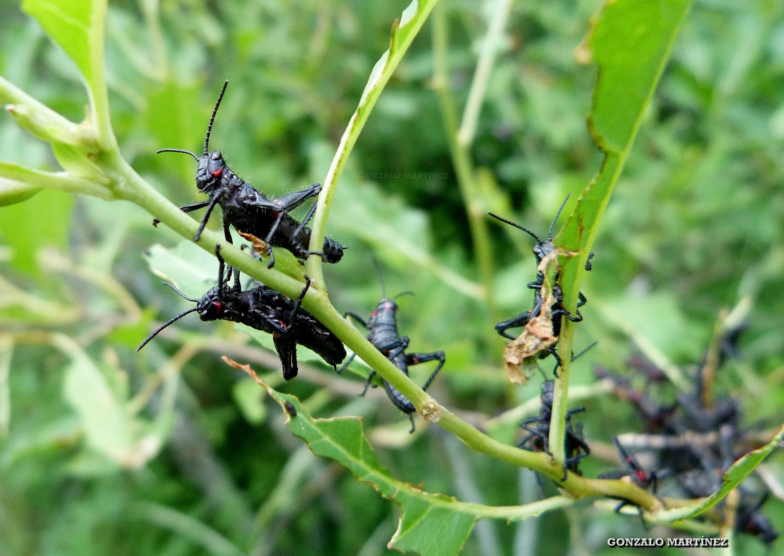 Photography-Fotografía: Insectos - Insects