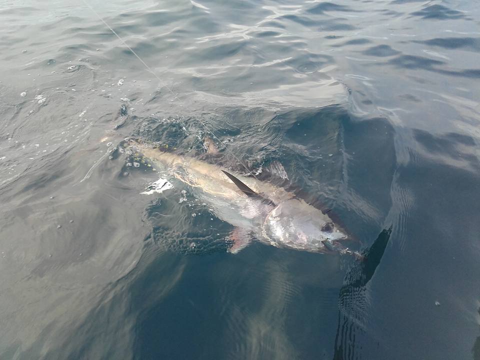 Masta'Fish guide pêche Bassin d 'Arcachon