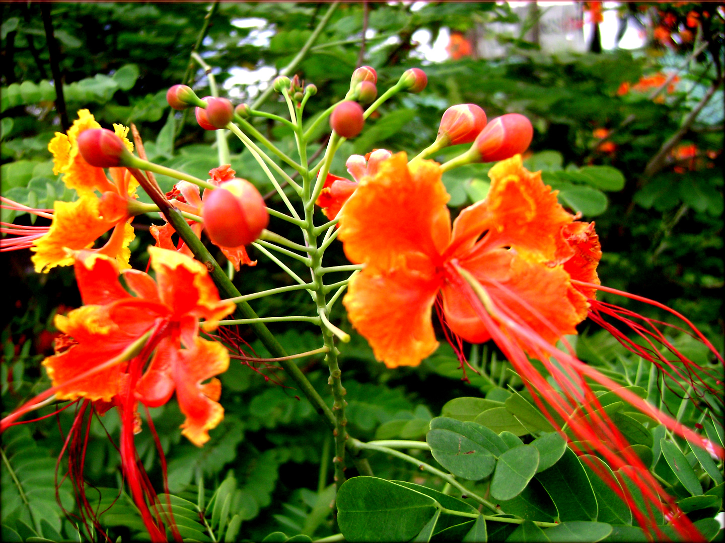 of flowers and of verses: fire tree