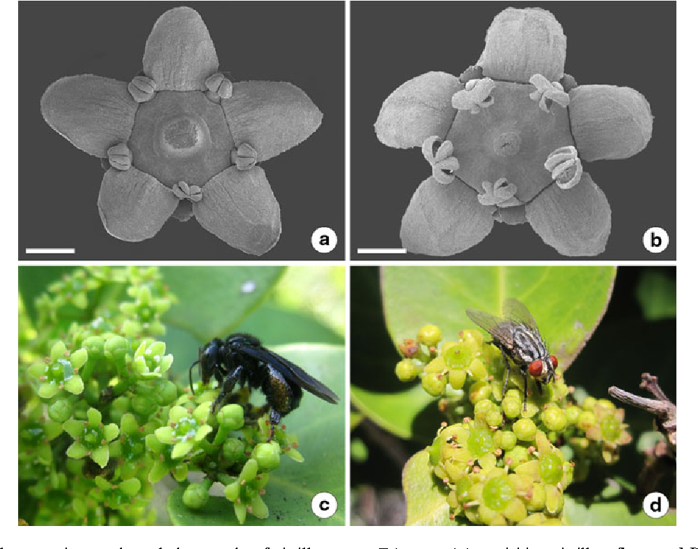 PLANT FAMILIES OF PUERTO RICO AND FLORIDA PAPO VIVES: CELASTRACEAE ...