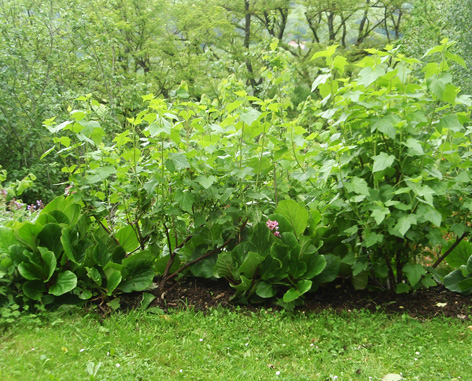 LAS GROSELLAS: CARACTERÍSTICAS Y CUIDADOS
