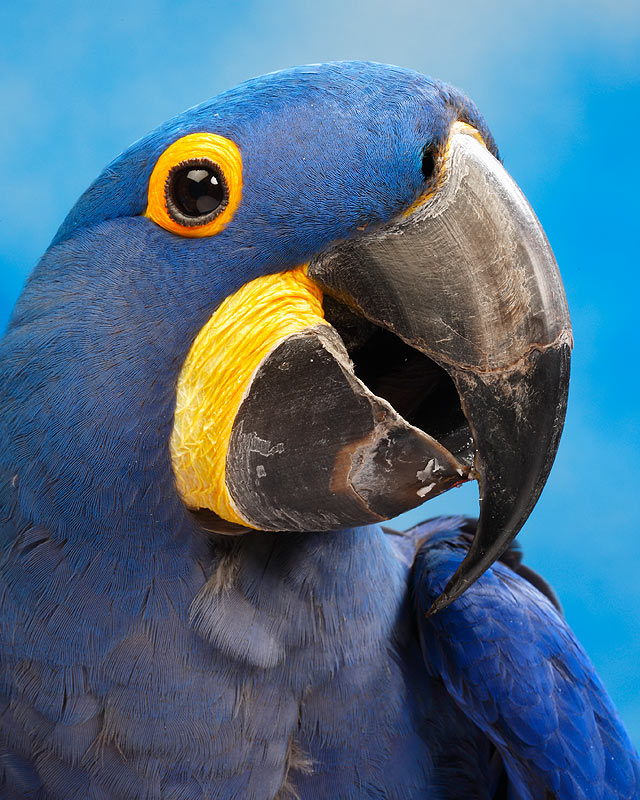 ΠΑΠΑΓΑΛΟΣ MACAW photos - wallpapers | the fun bank