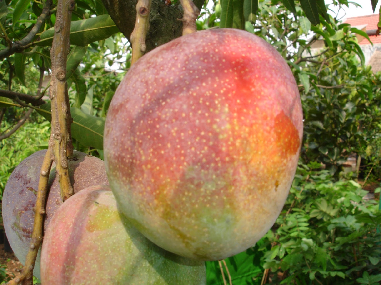 Williams Nursery: MANGGA